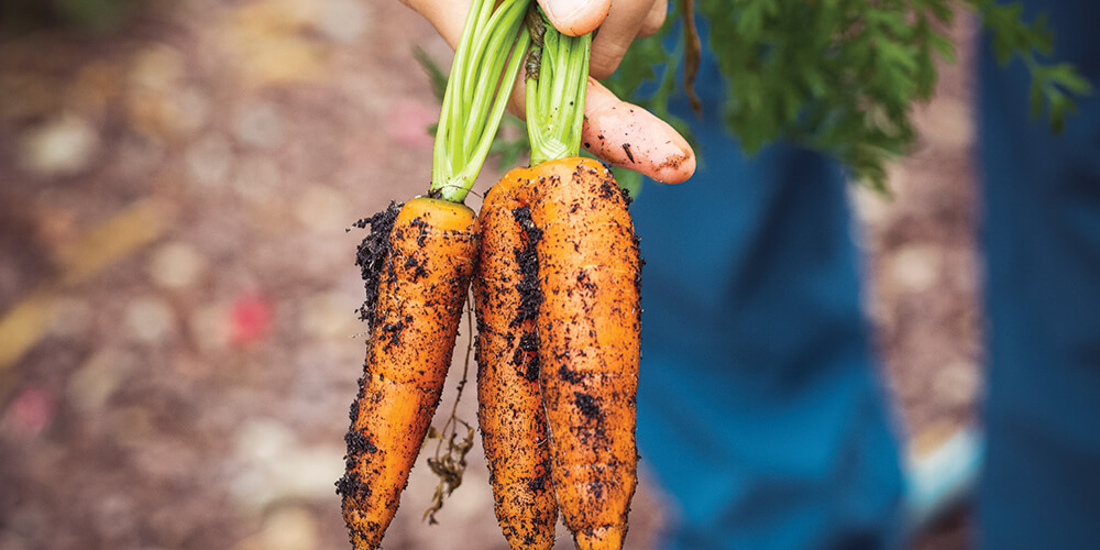 OZONE IN ORGANIC FOOD.CHEMICAL FREE DISINFECTION